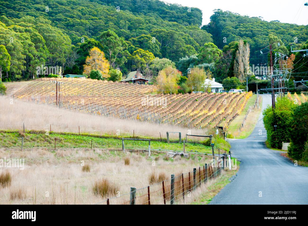 Vineyards in Adelaide Hills - South Australia Stock Photo - Alamy