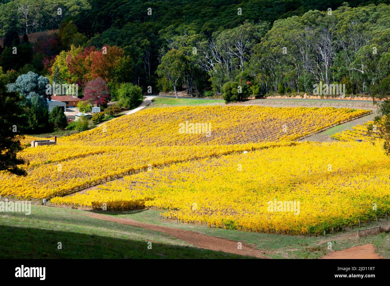 Vineyards in Adelaide Hills - South Australia Stock Photo - Alamy