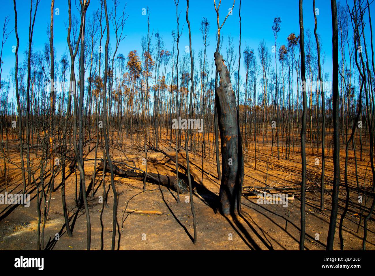 Bushfire damage hi-res stock photography and images - Alamy
