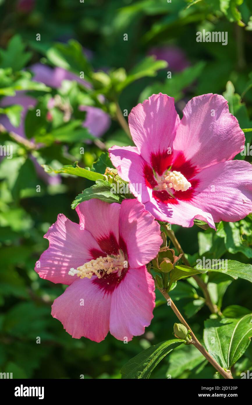 Pink flowers of Hibiscus moscheutos plant close-up. Hibiscus moscheutos ...