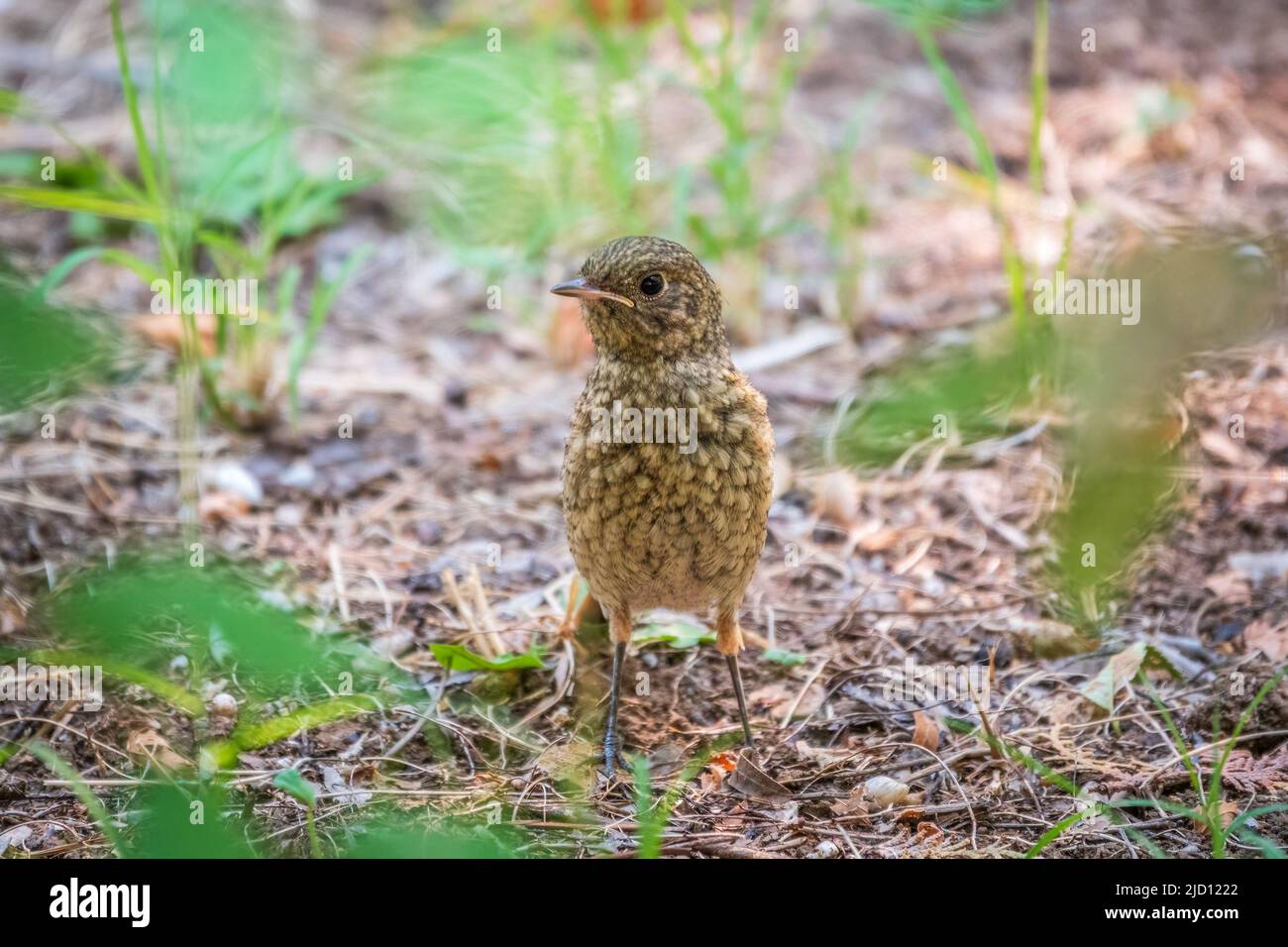 The common redstart, Phoenicurus phoenicurus, young bird, is sitting on ...