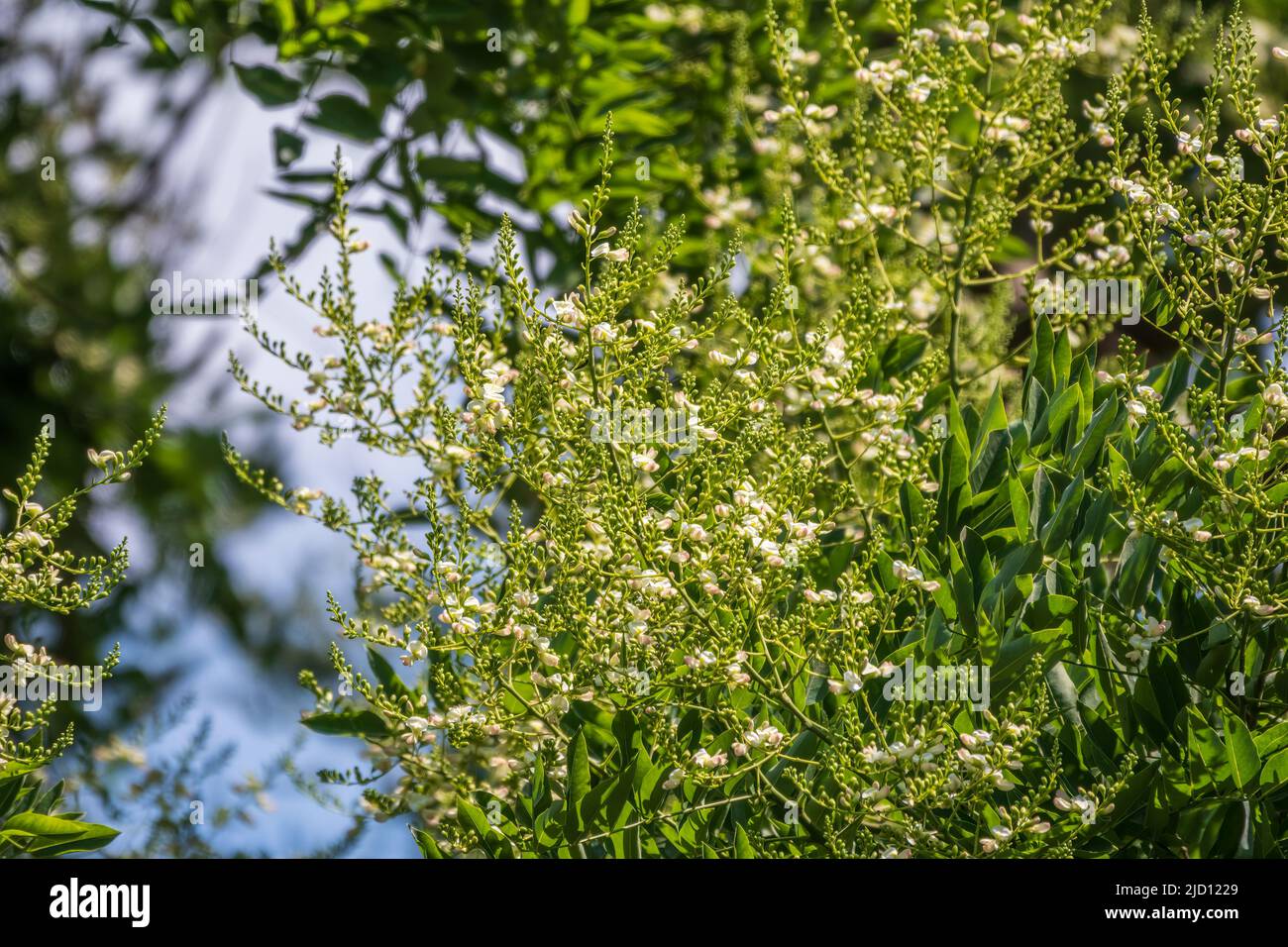 Chinese varnish tree hi-res stock photography and images - Alamy