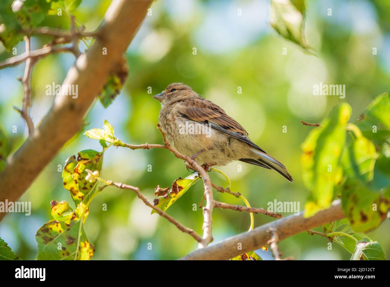 Common Linnet juvenile, Linaria cannabina, is a small passerine bird of ...
