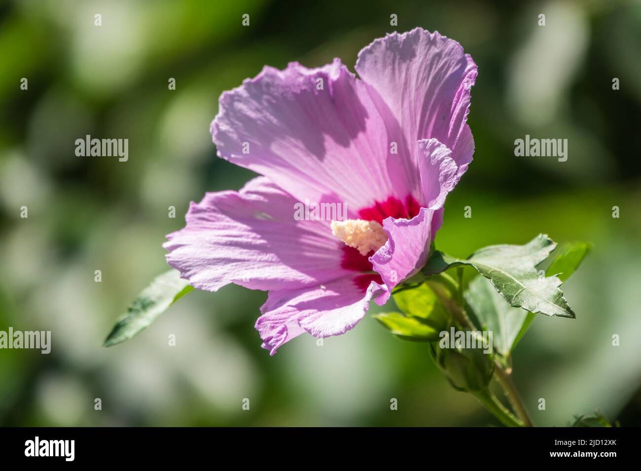 Pink flowers of Hibiscus moscheutos plant close-up. Hibiscus moscheutos ...