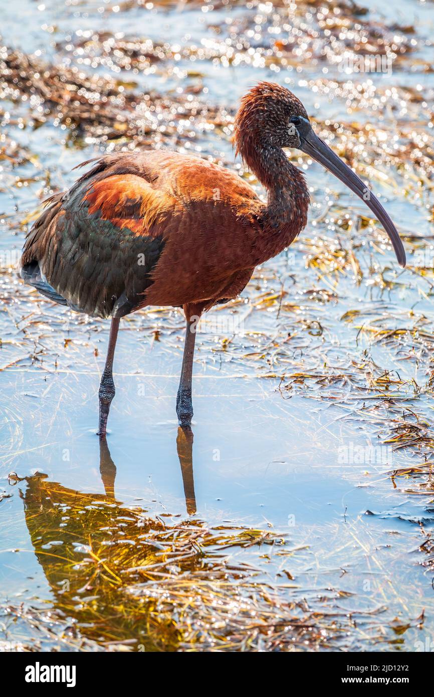 The glossy ibis, latin name Plegadis falcinellus, searching for food in ...
