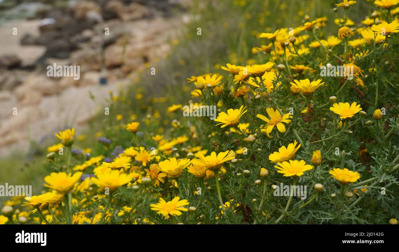 Yellow wild chrysanthemums. Blooming chrysanthemums in spring in Israel ...