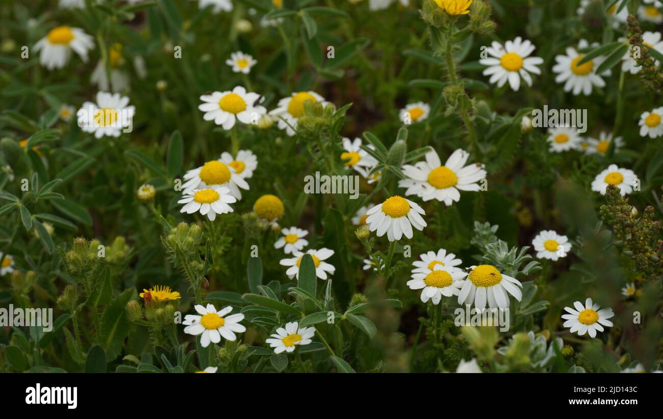 False Mayweed or Sea Mayweed - Tripleurospermum Maritimum. Wild ...