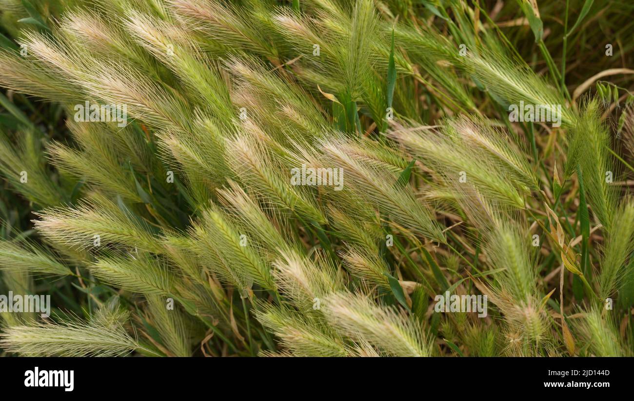 Meadow rye field in Spring with fluffy rye (Secale cereale) grown as a ...