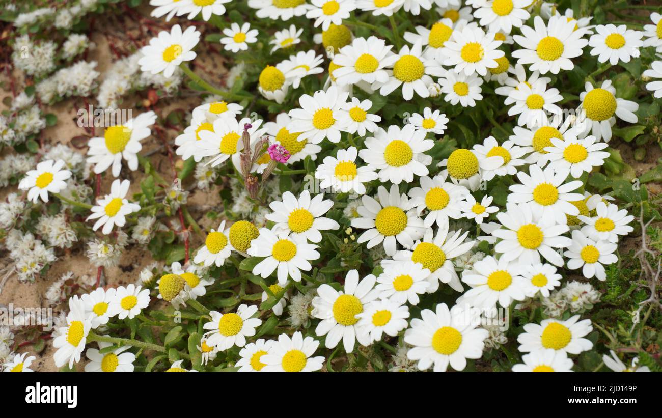 False Mayweed or Sea Mayweed - Tripleurospermum Maritimum. Wild ...