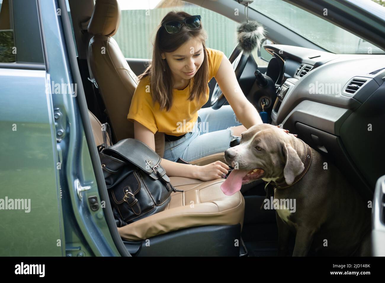 Excited pit bull hi-res stock photography and images - Alamy