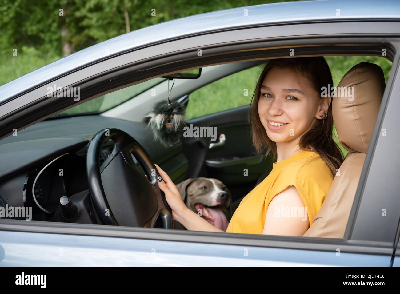 Excited pit bull hi-res stock photography and images - Alamy