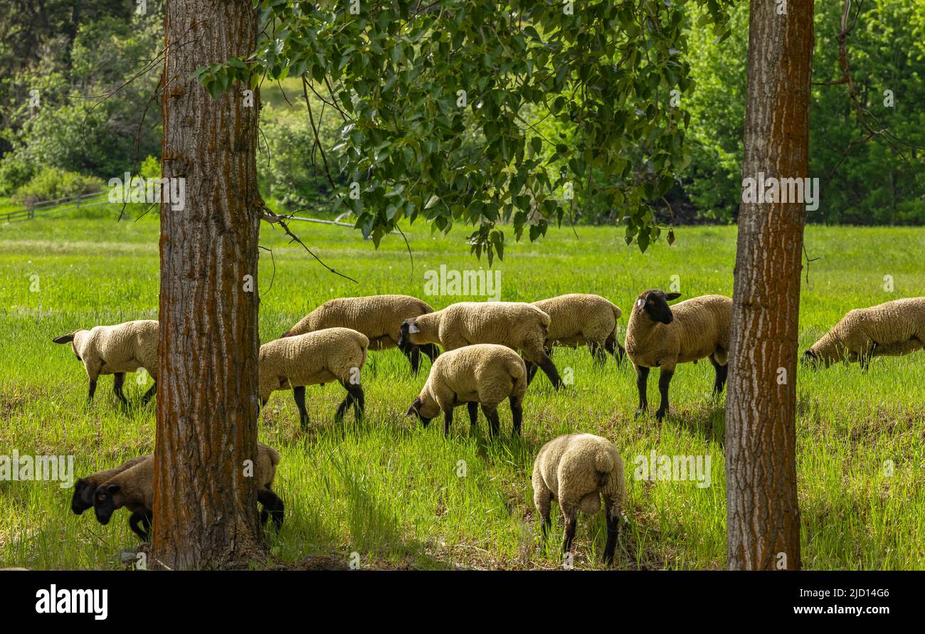 A group of sheep on a pasture stand next to each other. A small herd of ...