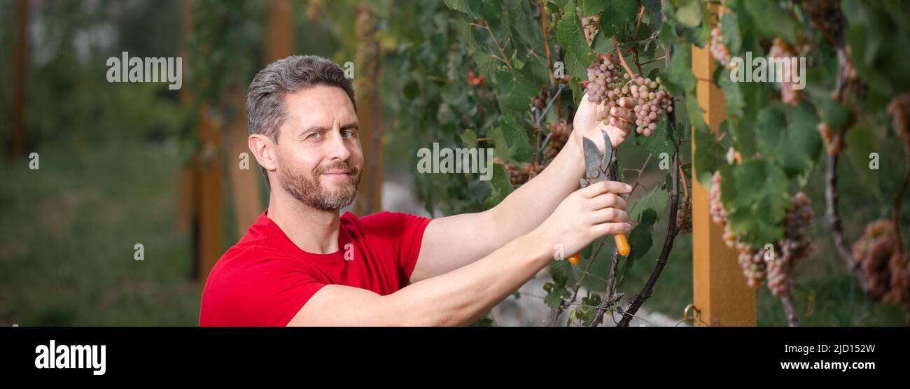 Wine maker, grapes harvest. Farmer cut grapevine. Vinedresser cutting grapes bunch. Male ...