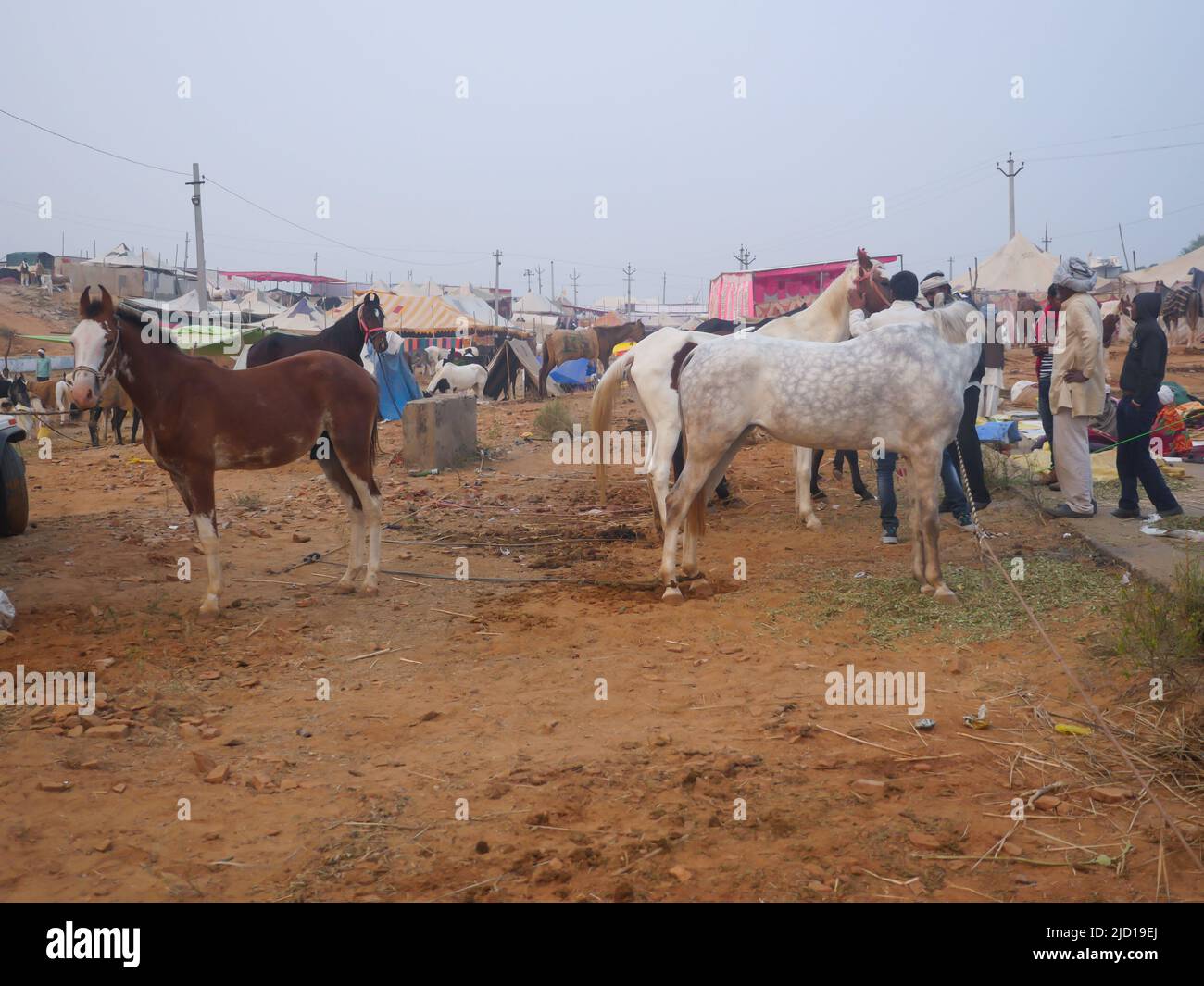 Pushkar, Rajasthan India - November 14, 2021 : horses gathered for ...