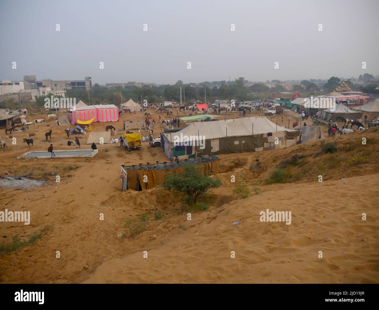 Pushkar, Rajasthan India - November 14, 2021 : horses gathered for ...