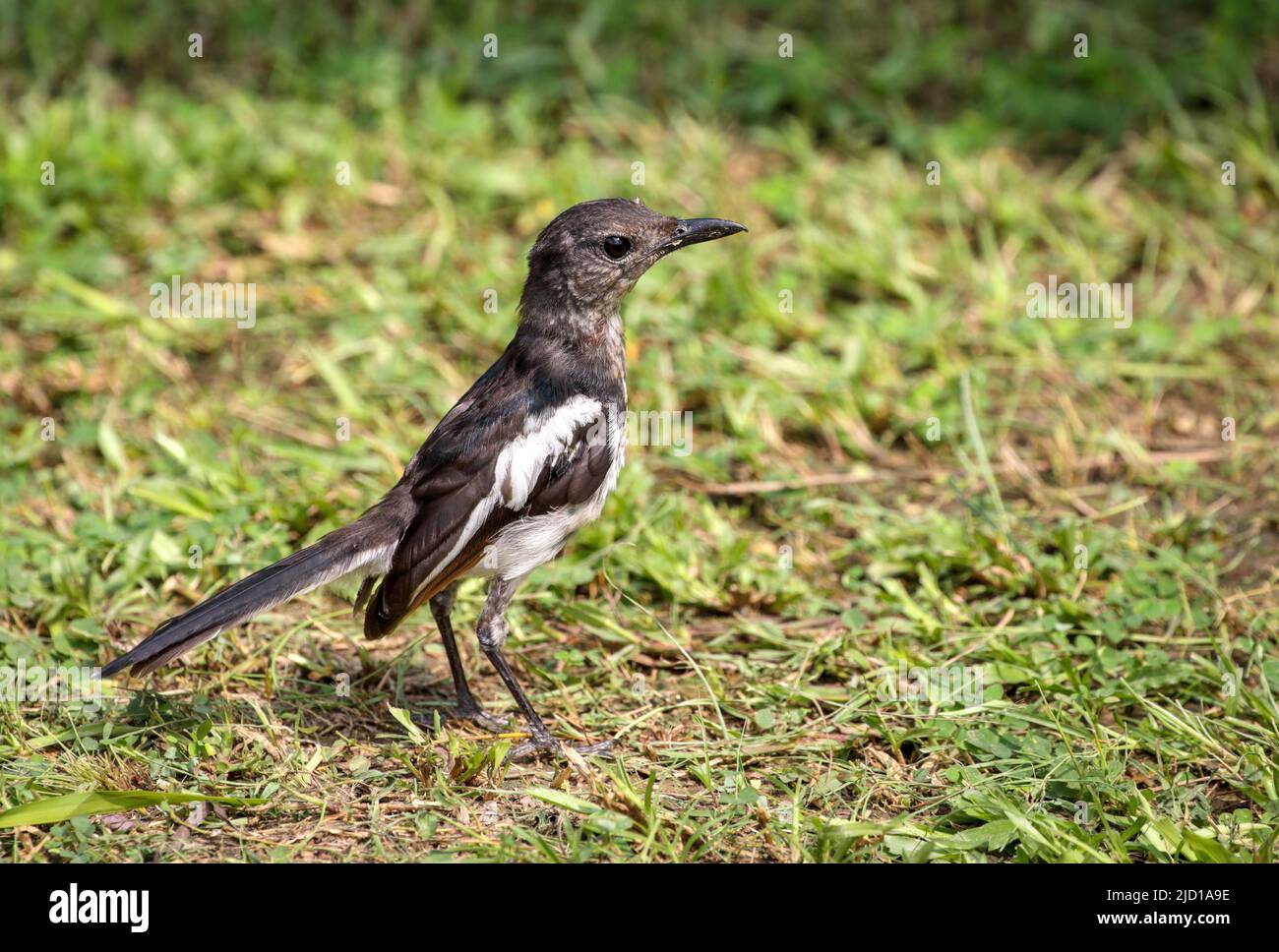 Passerine birds of southeast asia hi-res stock photography and images ...