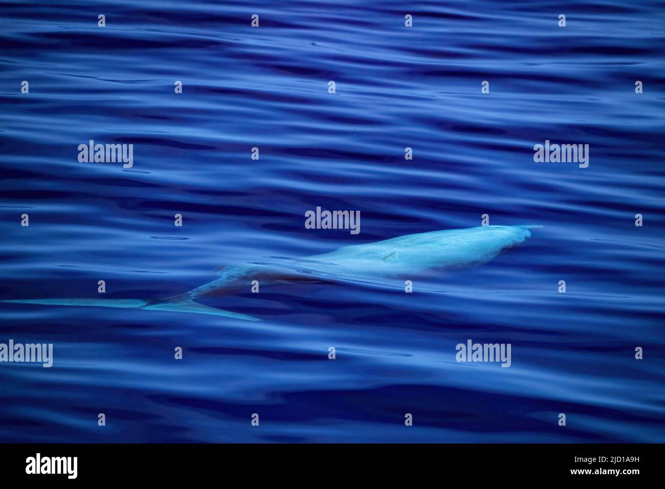 Cuvier Beaked Whale underwater near sea surface while breathing Stock ...