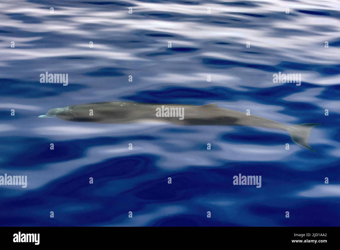 Cuvier Beaked Whale underwater near sea surface while breathing Stock ...