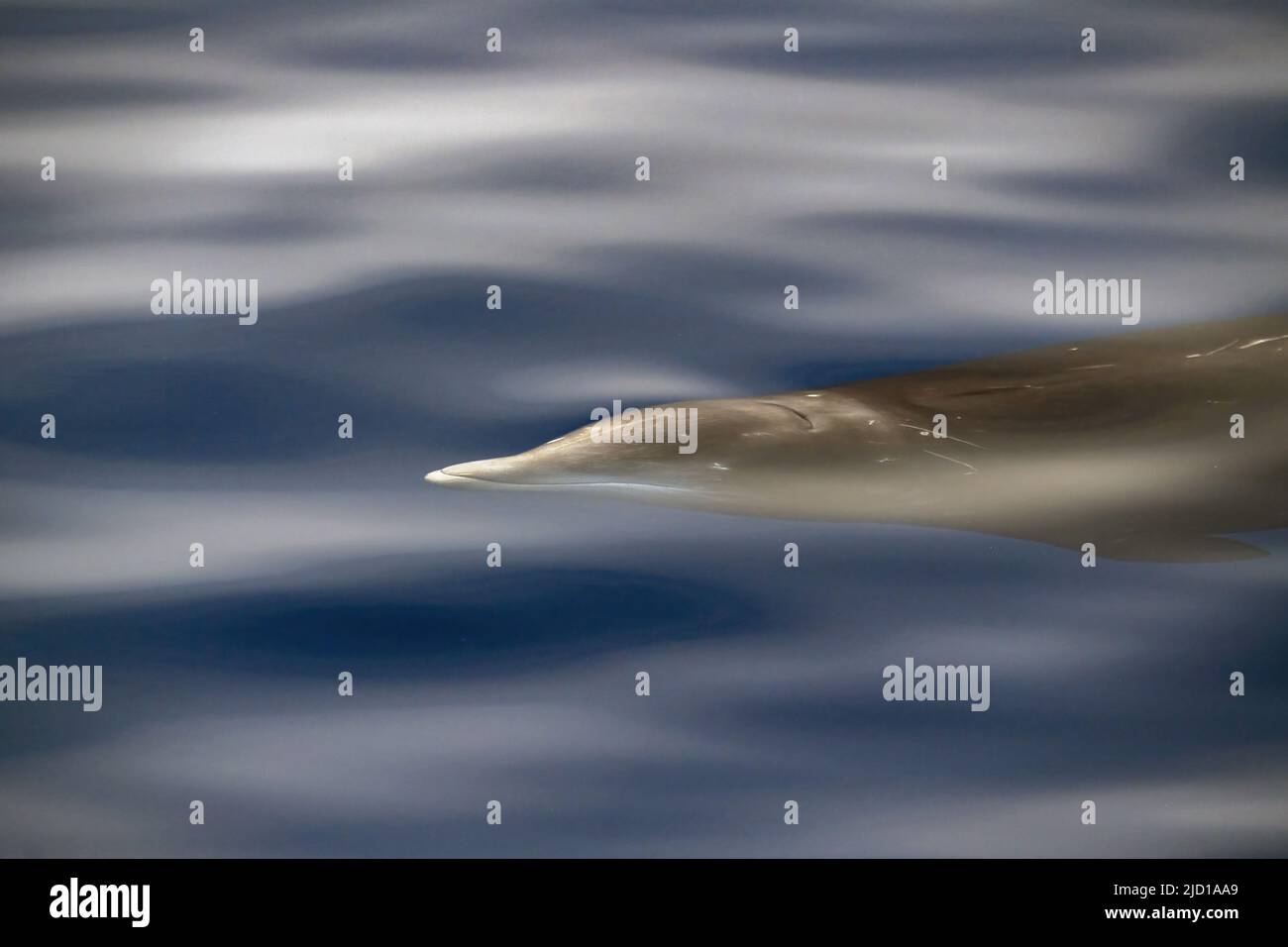 Cuvier Beaked Whale underwater near sea surface while breathing Stock ...