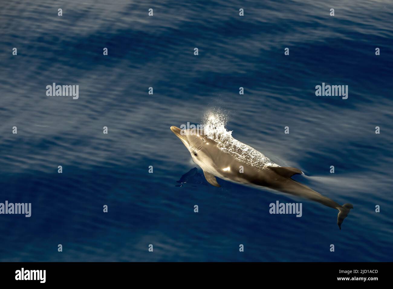 Striped dolphin stenella while jumping in velvet sea Stock Photo - Alamy