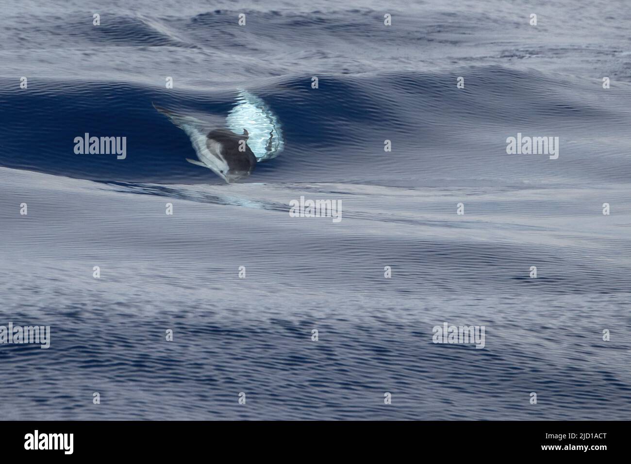 Striped dolphin stenella while jumping in velvet sea Stock Photo - Alamy