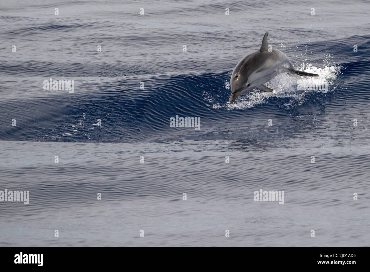 Striped dolphin stenella while jumping in velvet sea Stock Photo - Alamy