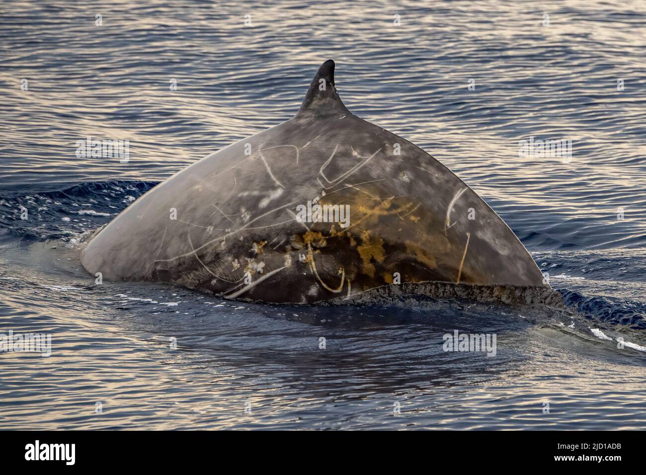 Cuvier Beaked Whale underwater near sea surface while breathing Stock ...