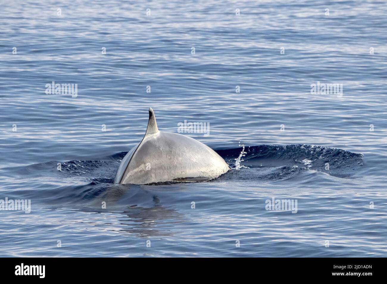 Cuvier Beaked Whale underwater near sea surface while breathing Stock ...