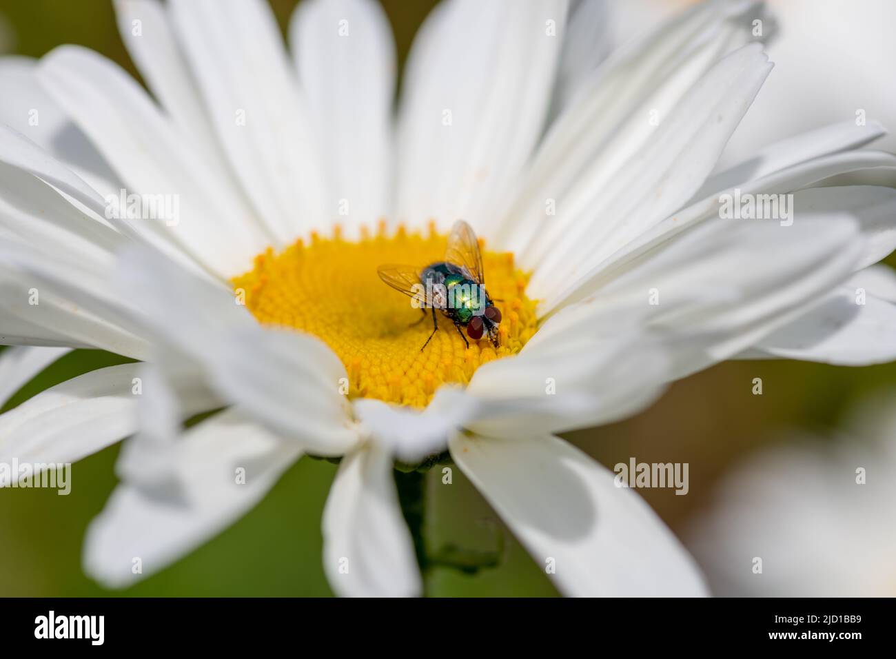 A macro close up of a plant fly gathering pollen on a flower Stock ...