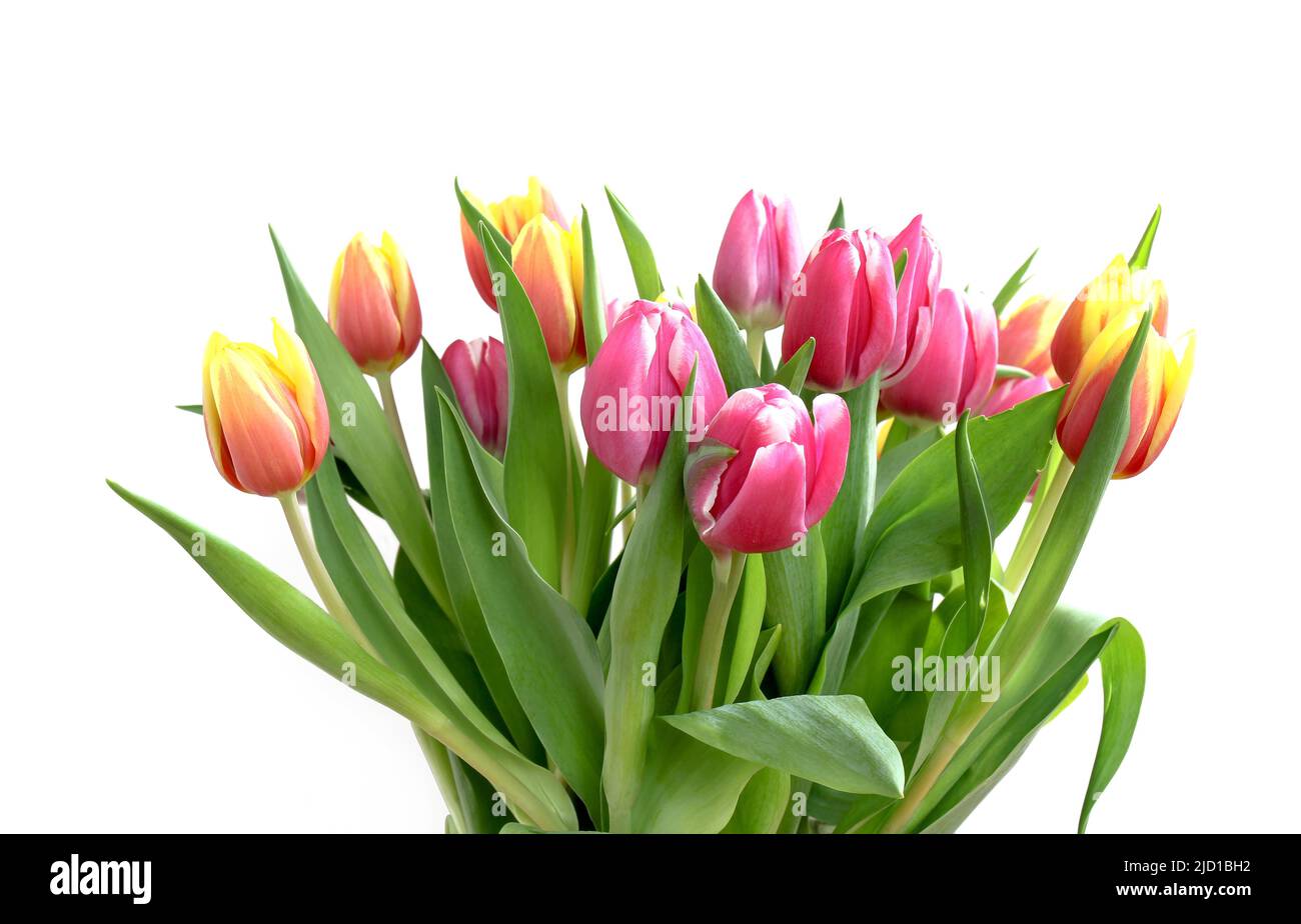 bunch of tulips with different colors against white background Stock ...