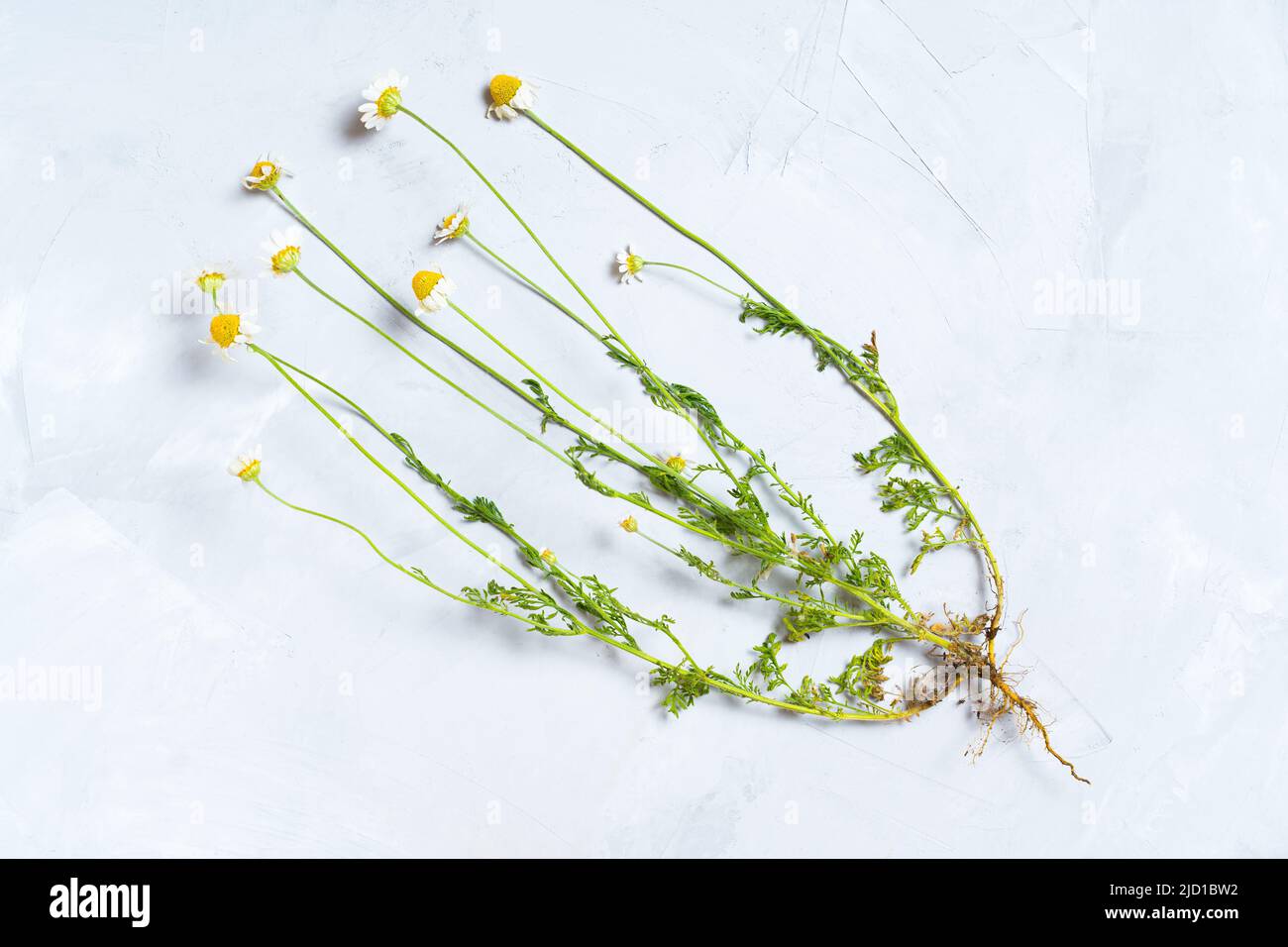 Cluster of daisies with a root system isolated on gray background Stock ...
