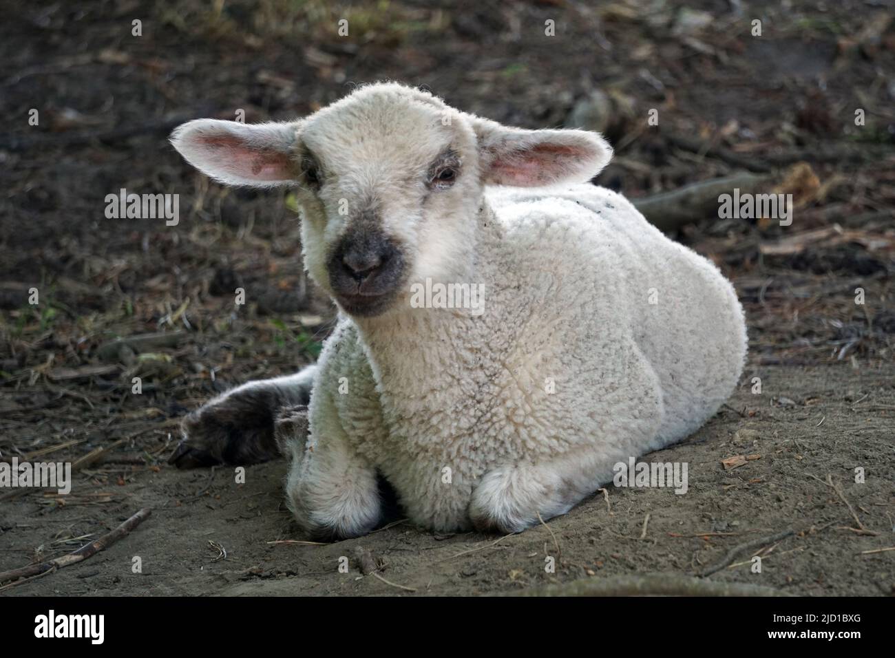 Lamb - young white sheep laying on ground Stock Photo - Alamy