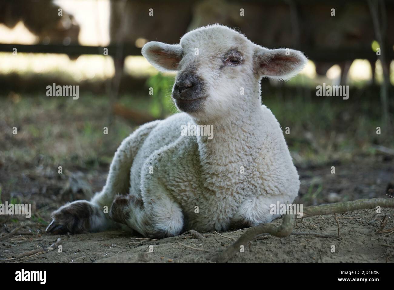 Lamb - young white sheep laying on ground Stock Photo - Alamy
