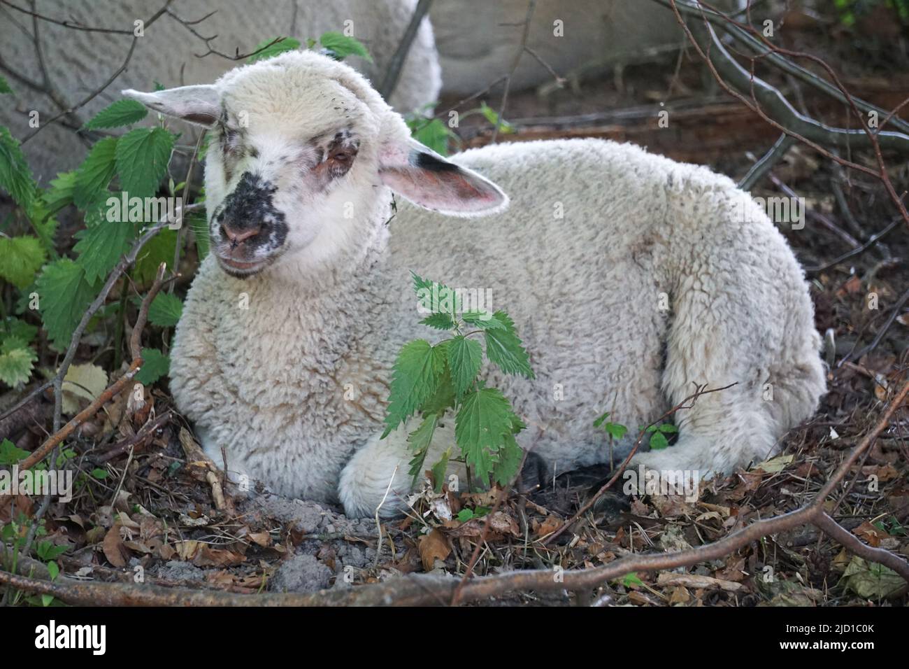 White sheep laying on hi-res stock photography and images - Alamy