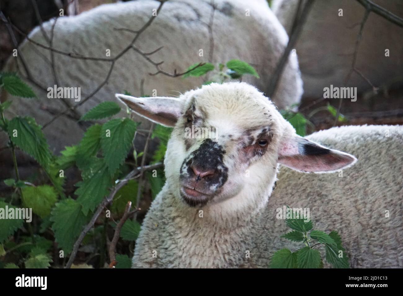 Young white sheep, lamb - close-up on head Stock Photo - Alamy