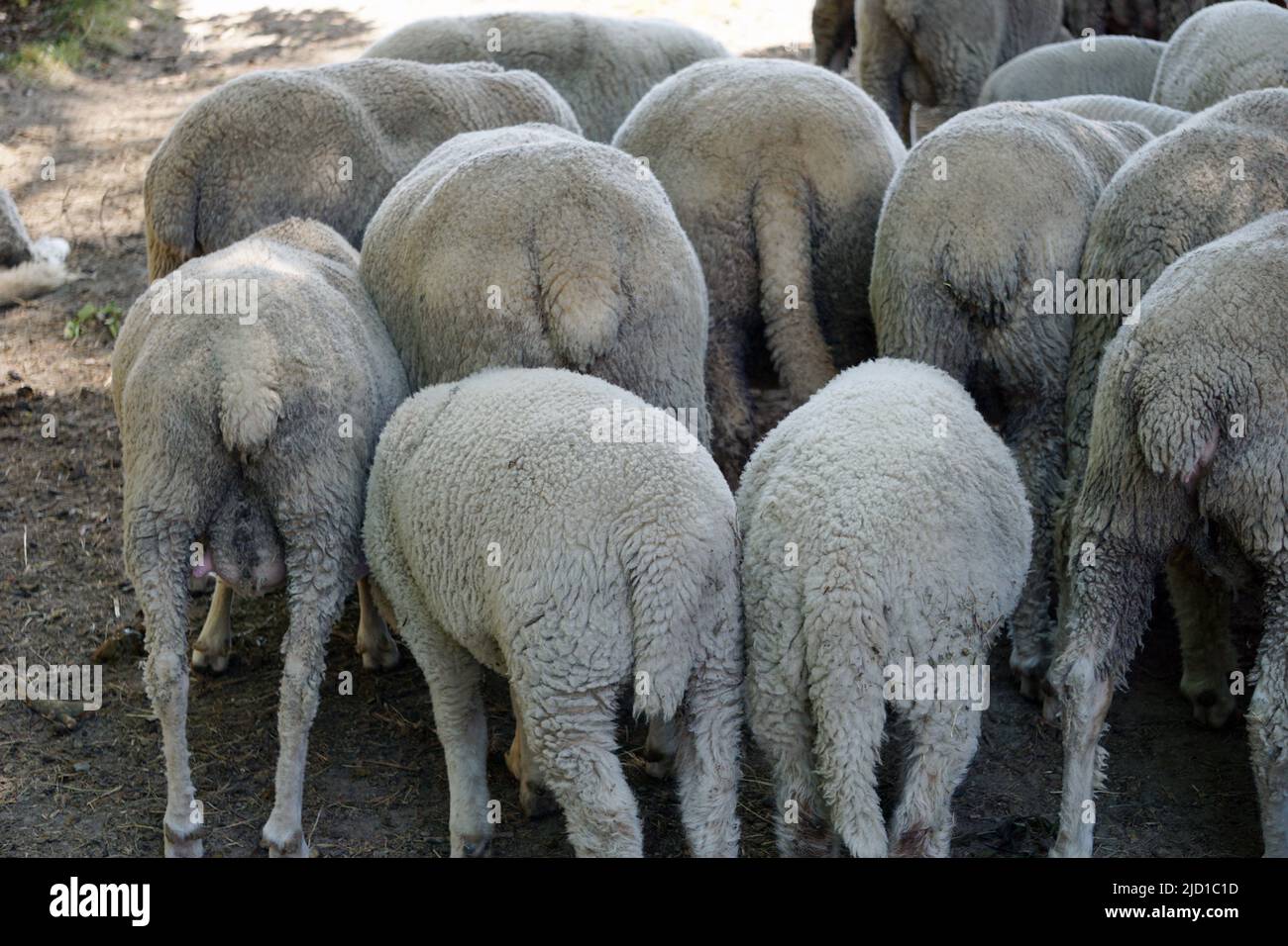 Flock of sheep - back view Stock Photo - Alamy