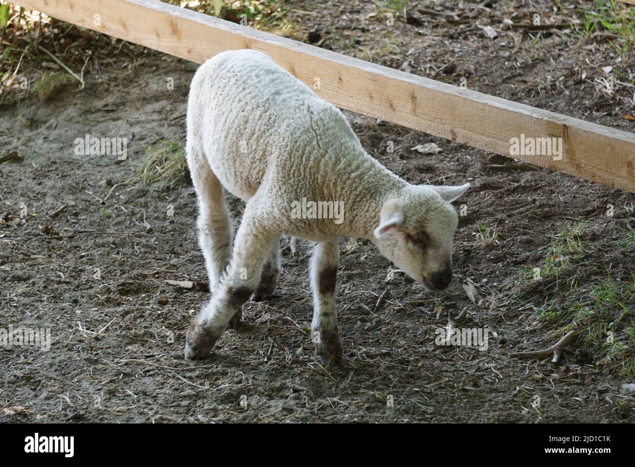 Lamb - young white sheep on farm Stock Photo - Alamy