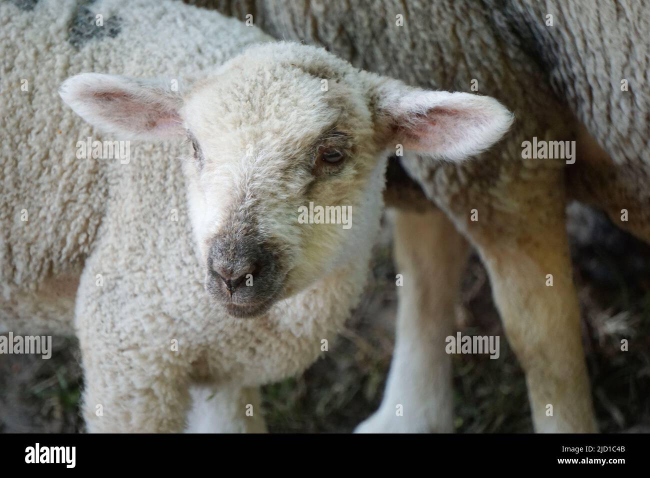 Young white sheep, lamb - close-up on head Stock Photo - Alamy