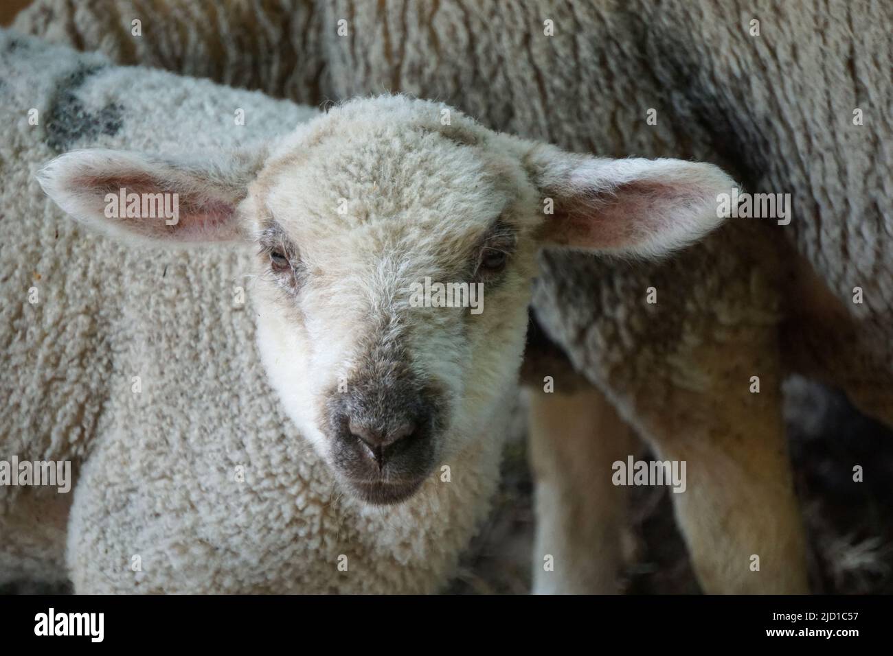 Young white sheep, lamb - close-up on head Stock Photo - Alamy