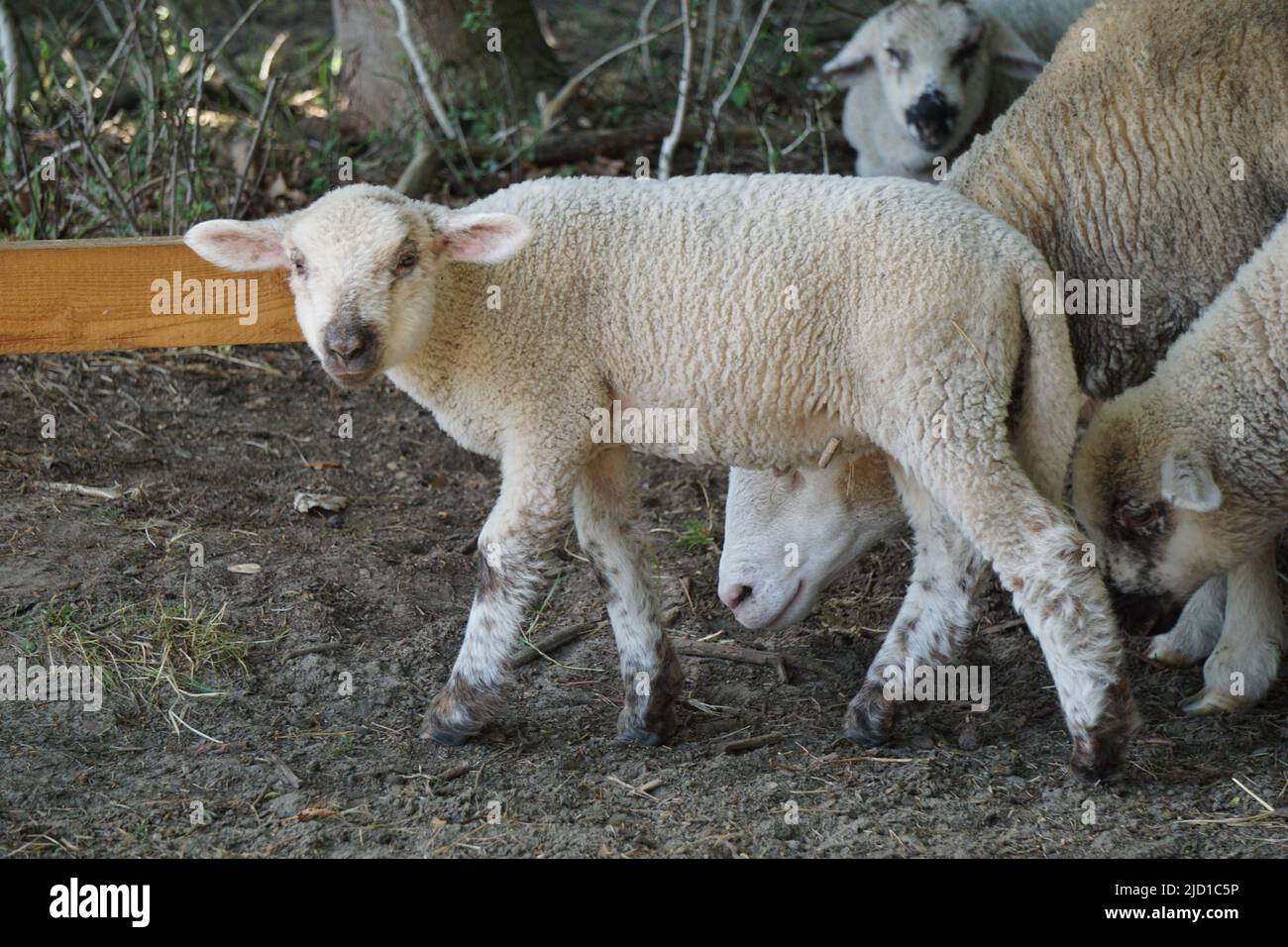 Young white sheep, lamb - side view Stock Photo - Alamy