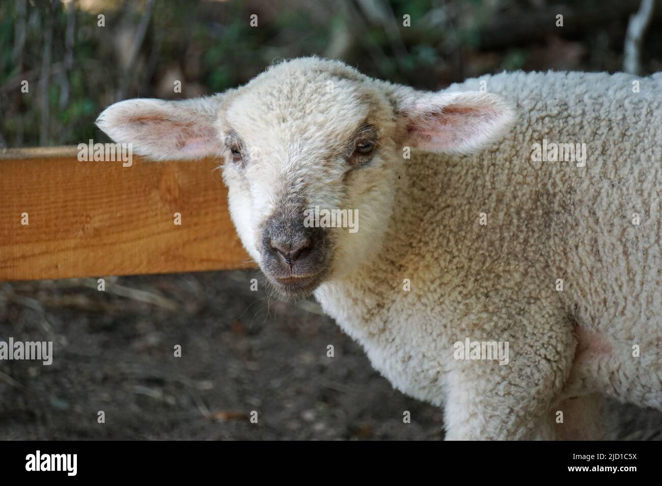 Young white sheep, lamb - close-up on head Stock Photo - Alamy