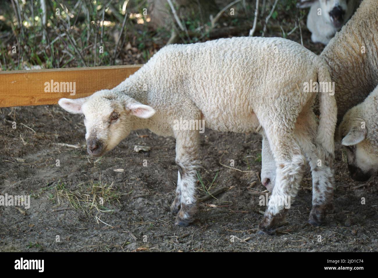 Young white sheep, lamp - side view Stock Photo - Alamy