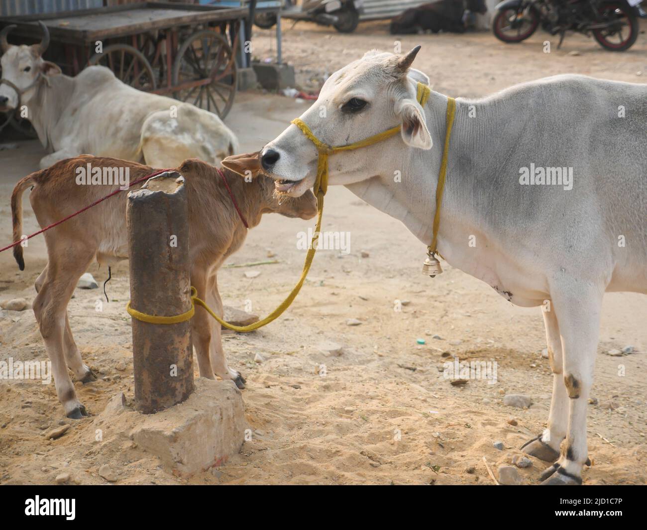 Cow and calf tied by rope to iron pole in Indian village rural area ...