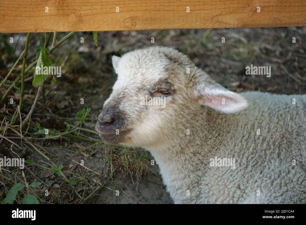 Adorable baby sheep head hi-res stock photography and images - Alamy