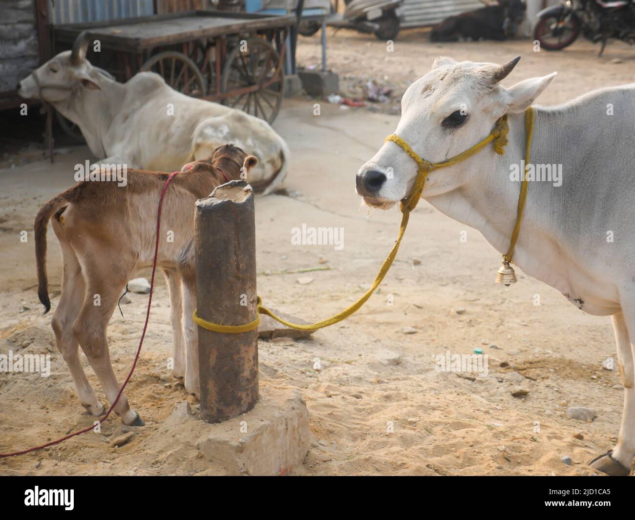Cow tied pole hi-res stock photography and images - Alamy Cow tied pole hi-res stock photography and images - Alamy