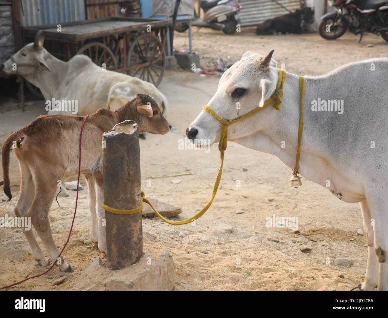 Cow and calf tied by rope to iron pole in Indian village rural area ...