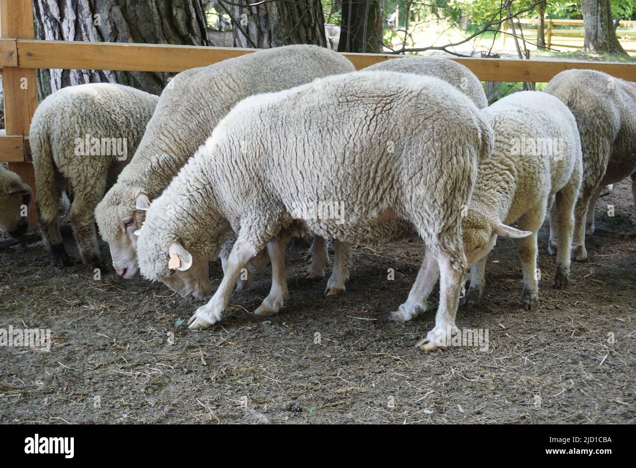 Flock of sheep, wooden fence - side view Stock Photo - Alamy