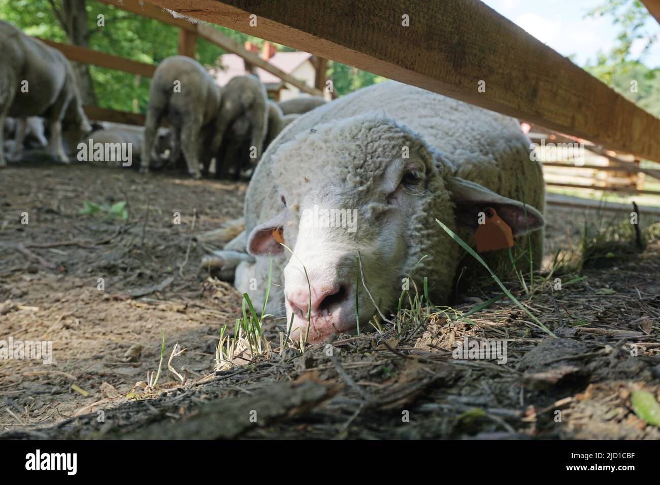 Sheep laying on a ground - close-up on head Stock Photo - Alamy