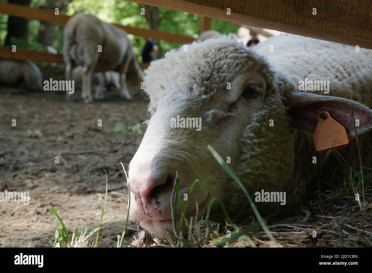 Sheep laying on a ground - close-up on head Stock Photo - Alamy