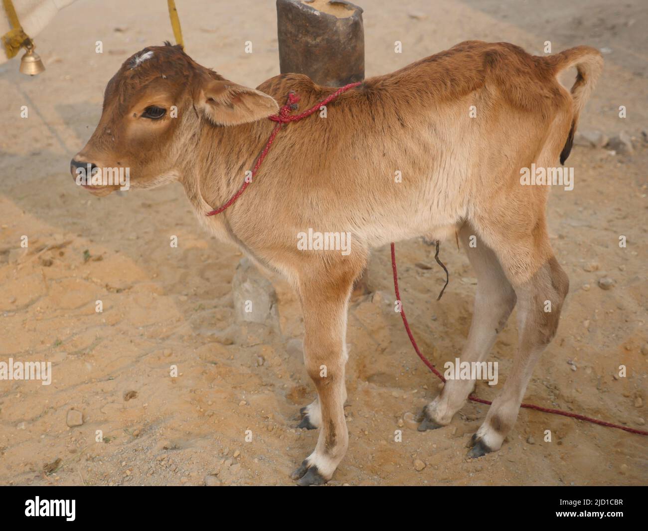 Cow and calf tied by rope to iron pole in Indian village rural area ...